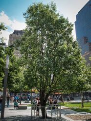 Survivor Tree New York City United States CityDays Survivor Tree New York City United States CityDays